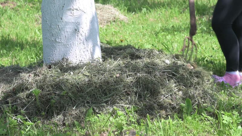 Mulching of Trees with the Help of Grass. Stock Footage - Video of soil ...