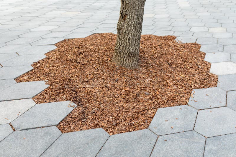 Mulching the Trunk of a Tree with a Bark. Tree Preservation in an Urban ...