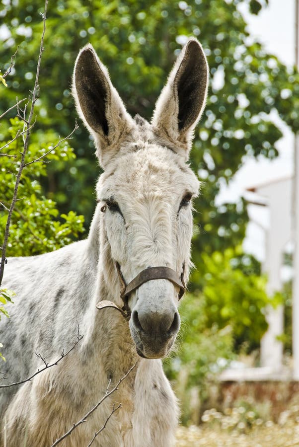 2,114 Old Mule Stock Photos - Free & Royalty-Free Stock Photos from ...