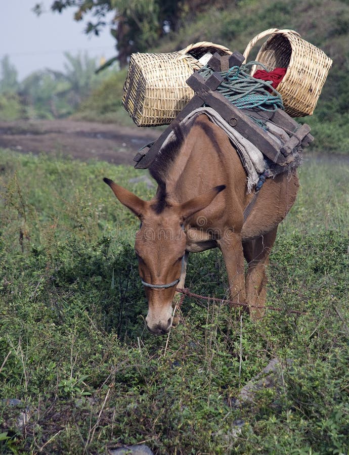 927 Pack Mule Stock Photos - Free & Royalty-Free Stock Photos from ...