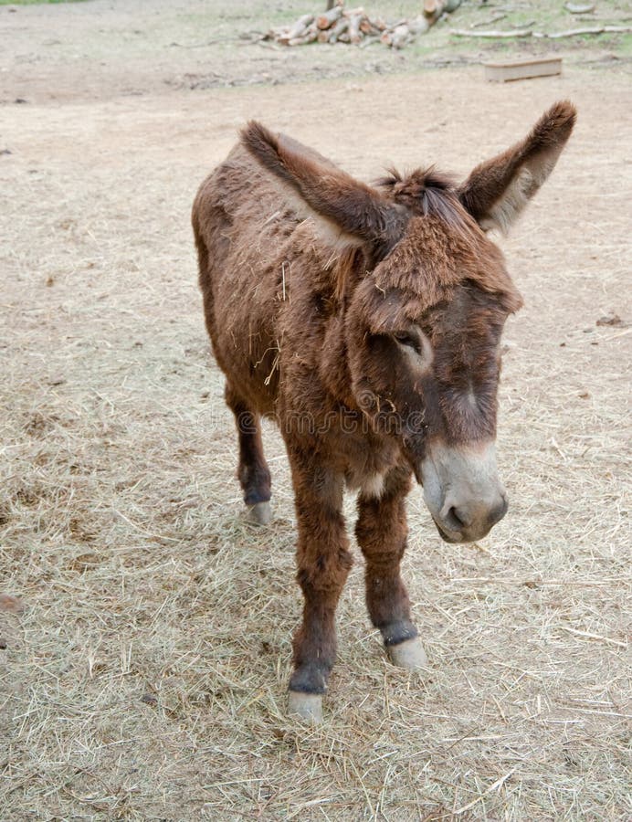 Mule stock photo. Image of mammal, rural, outdoor, domestic - 15539780