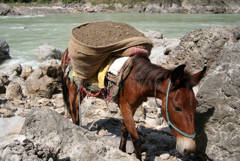 Mule stock image. Image of heavy, mule, mulus, ganges - 15556119