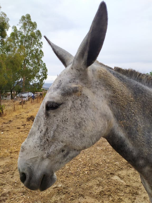 Mule stock photo. Image of farm, mule, animal, horse - 158440096