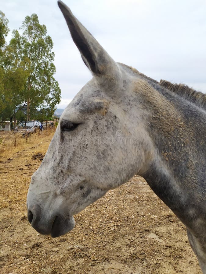 Mule stock photo. Image of animal, mule, farm, horse - 158440132