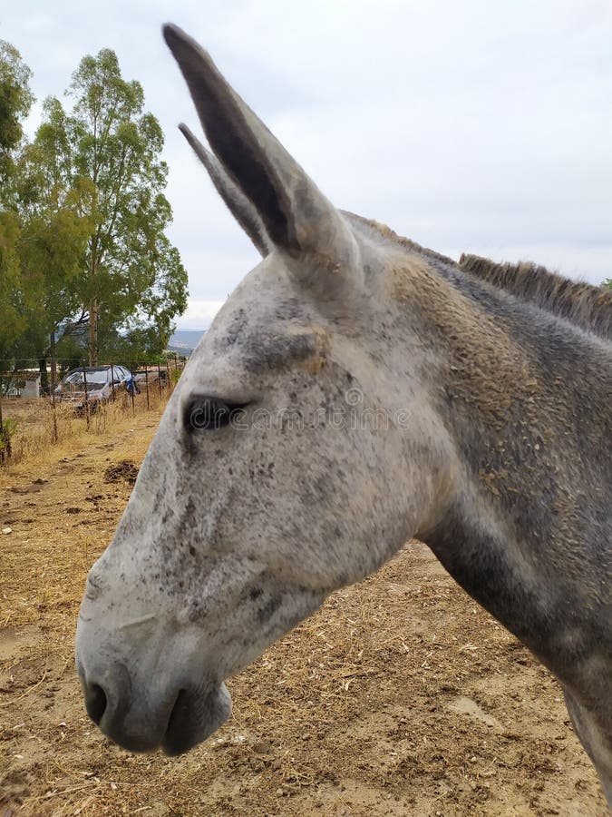 Mule stock photo. Image of farm, animal, mule, horse - 158440136