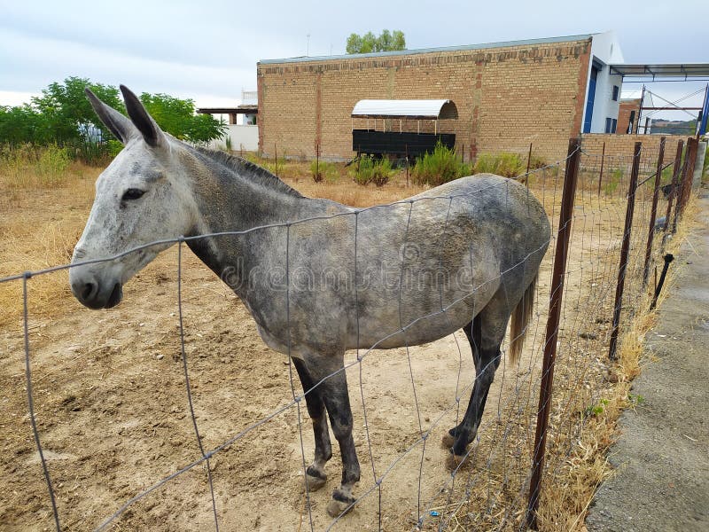 Mule stock photo. Image of animal, donkey, farm, mule - 158440190