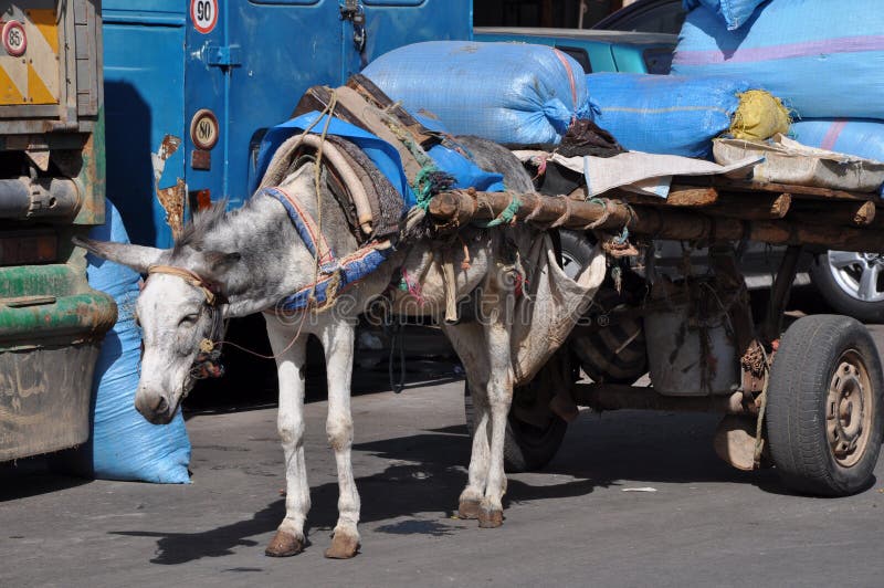 Mule stock image. Image of town, center, mule, hardtail - 18154661