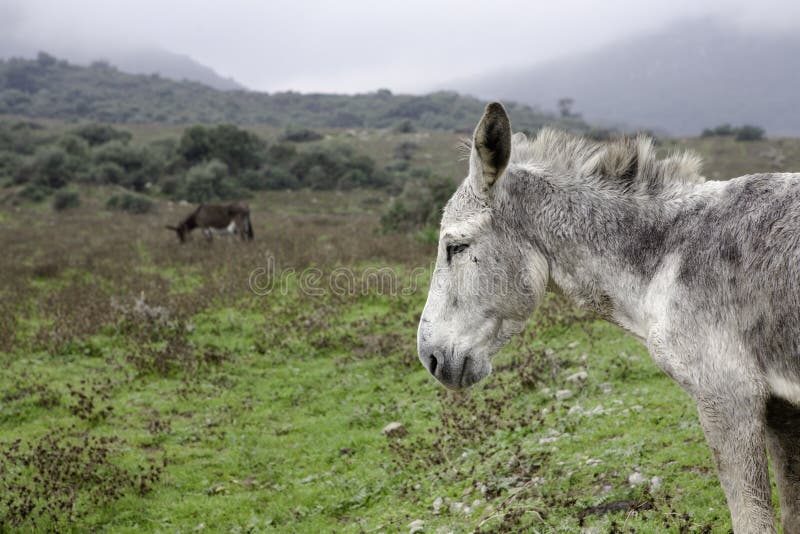 Mule stock image. Image of animal, nature, animals, domestic - 18983139