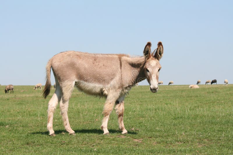 Baby Donkey Mule With Mother Stock Image - Image of head, farm: 21473043