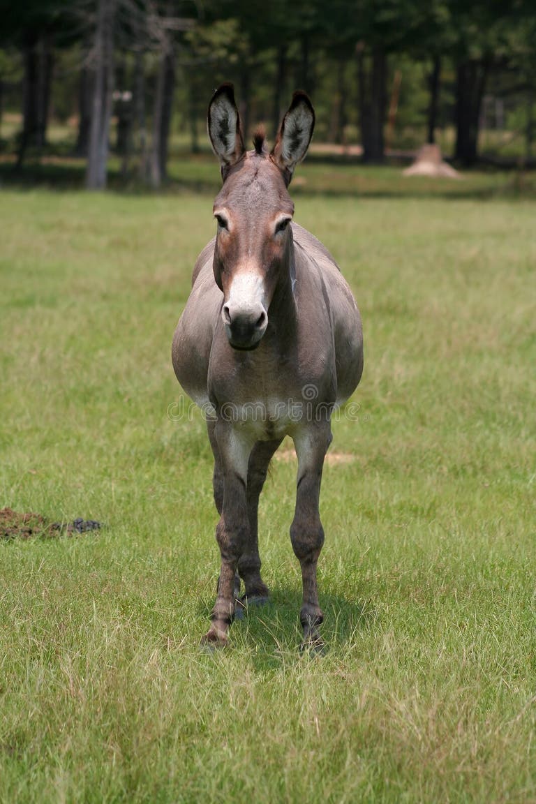 927 Pack Mule Stock Photos - Free & Royalty-Free Stock Photos from ...