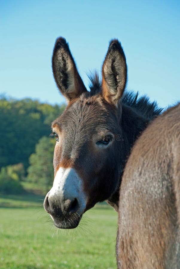 Mule stock photo. Image of horse, donkey, mixed, breed - 23922748