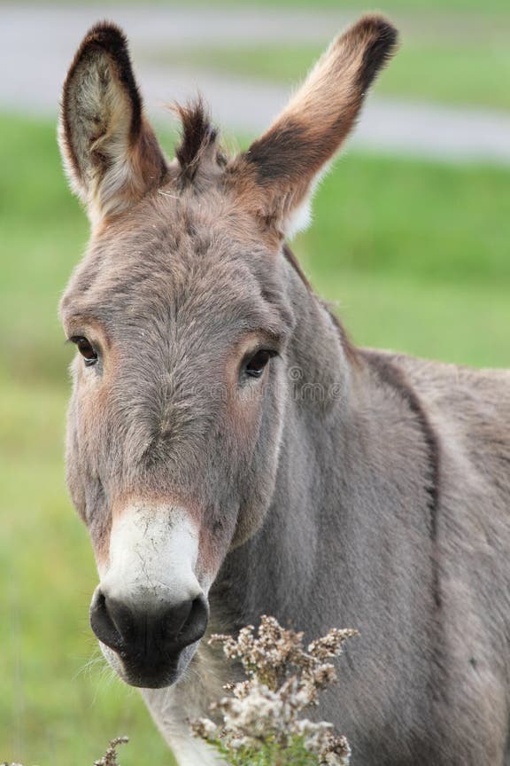 Mule stock photo. Image of fall, mule, mammal, domestic - 27050318