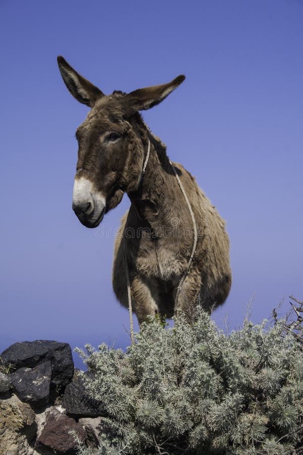 Mule stock image. Image of wall, domestic, cute, animal - 27950675