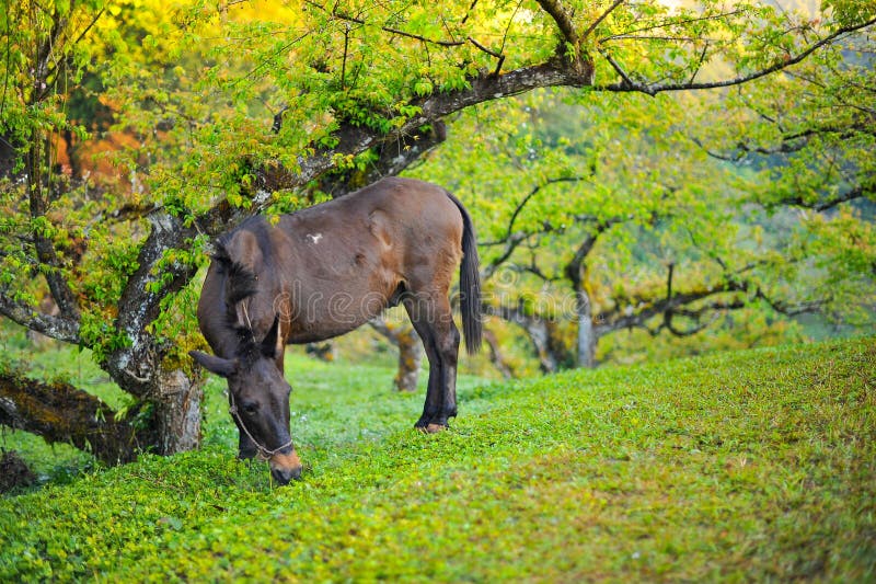 A mule stock photo. Image of natural, green, tree, nature - 28331674