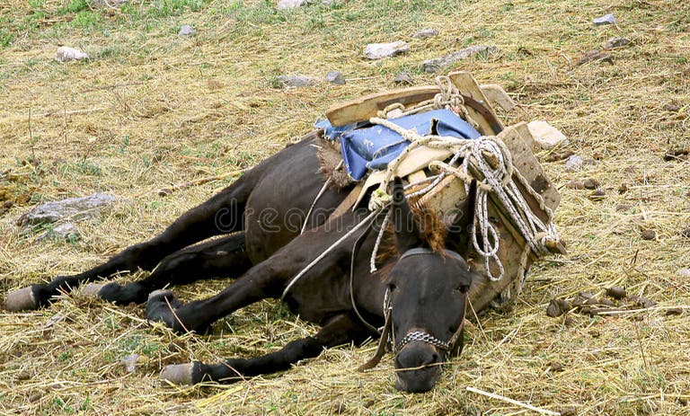 107 Tired Mule Stock Photos - Free & Royalty-Free Stock Photos from ...