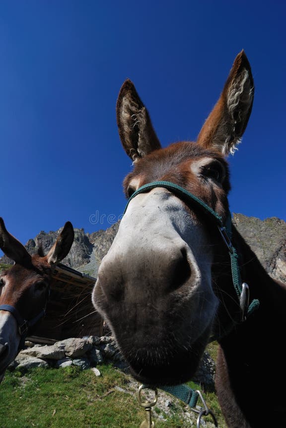 3,920 Funny Mule Stock Photos - Free & Royalty-Free Stock Photos from ...