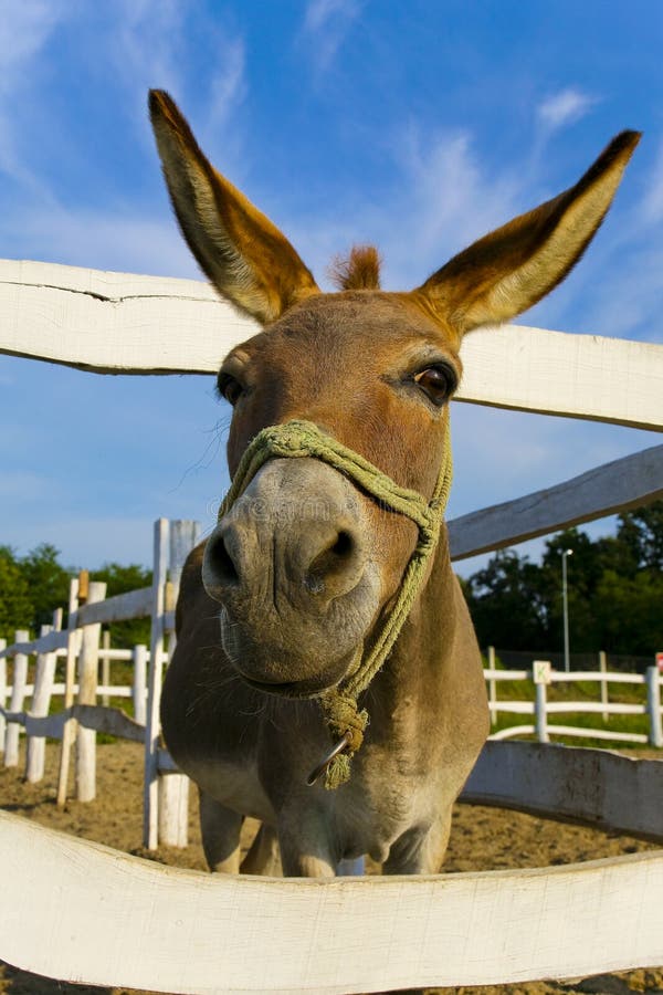 Mule stock image. Image of cattle, creature, ranch, farmland - 8820705