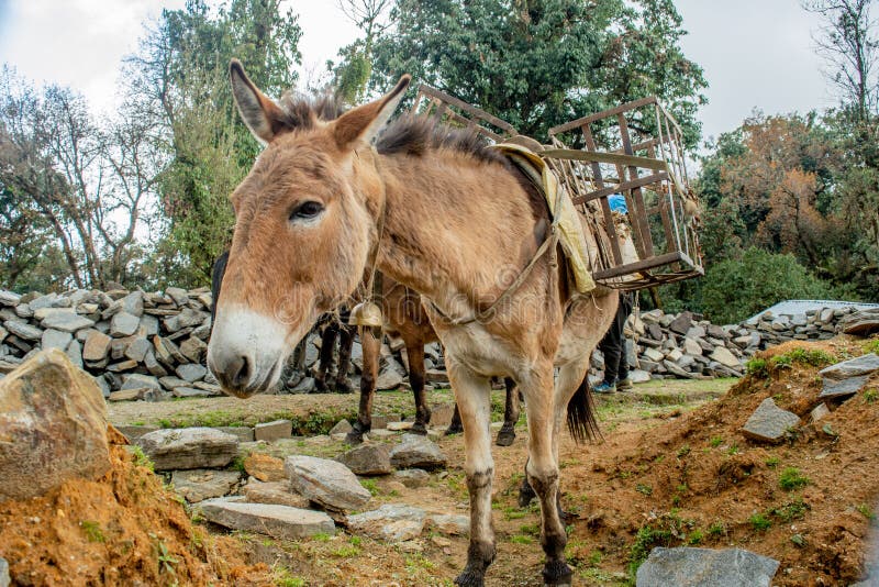 Mule with Baskets on the Back Stock Image - Image of adventure, crag ...