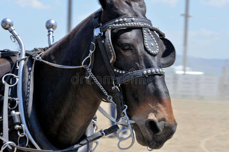 Mule in Bridle and Tack for Pulling a Wagon Stock Image - Image of ...