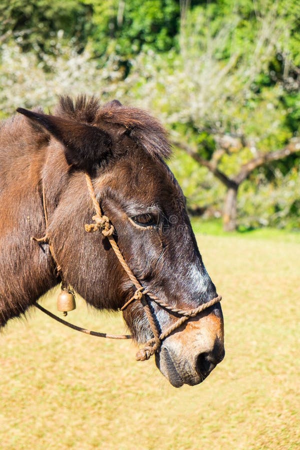 Mule Brown Graze Side Angle Stock Image - Image of chinese, cute: 80771943