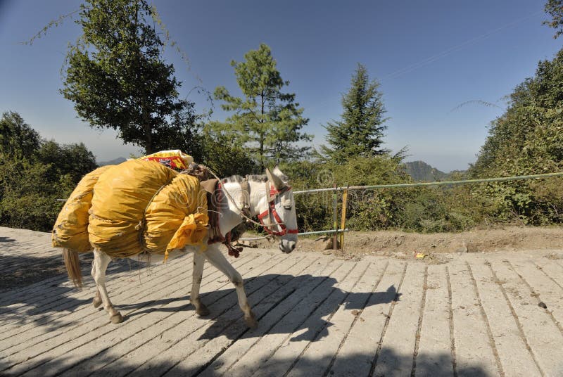Mule Carry Goods in Mountain Editorial Photo - Image of constraction ...