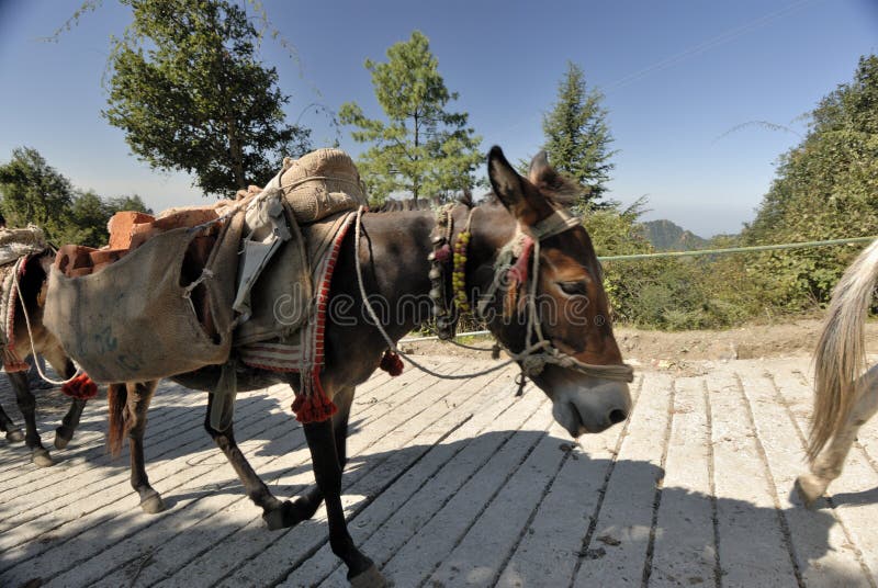 Carry me to the mountains stock image. Image of outside - 147954717