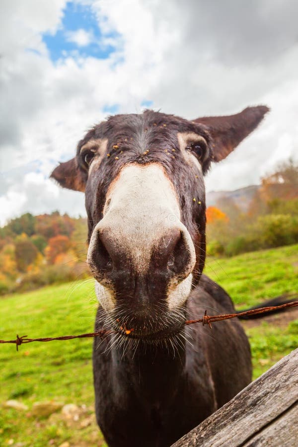 Mule Stock Photo - Image: 40375468