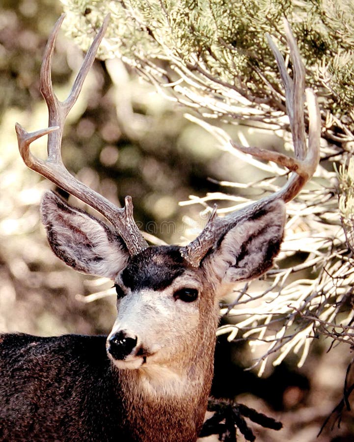 Mule Deer Buck Broadside stock photo. Image of mammal - 35800154