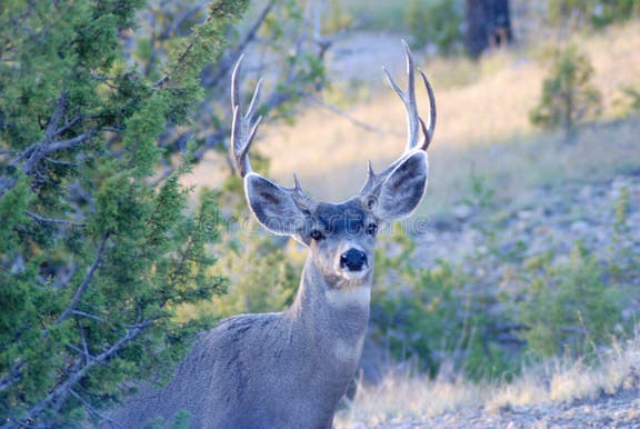 Mule Deer stock image. Image of mexico, spike, rutting - 11173561