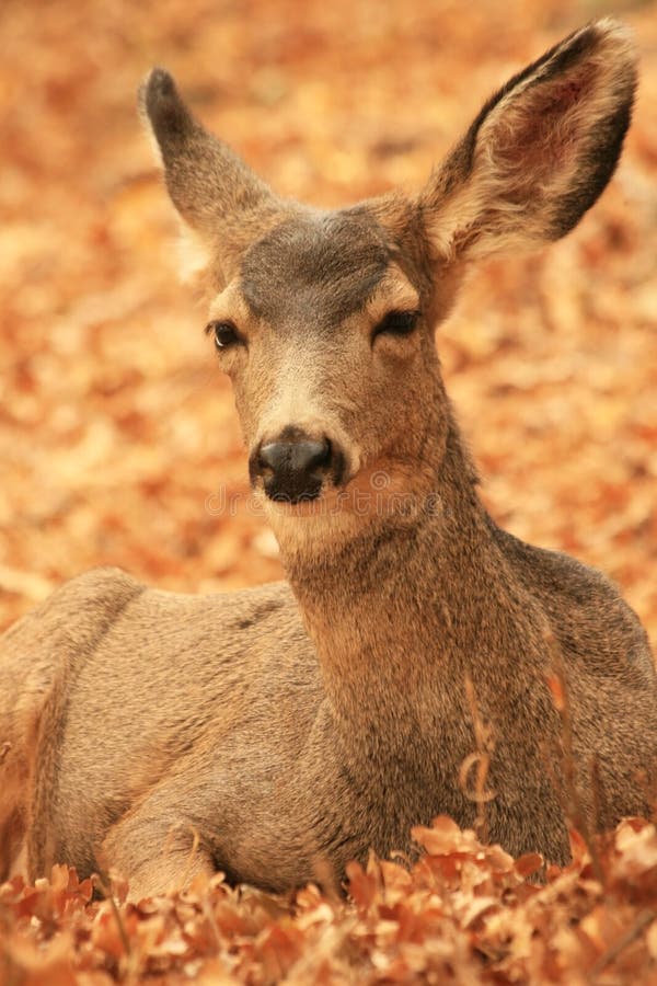 Mule Deer stock photo. Image of outdoors, deer, mule - 12117476