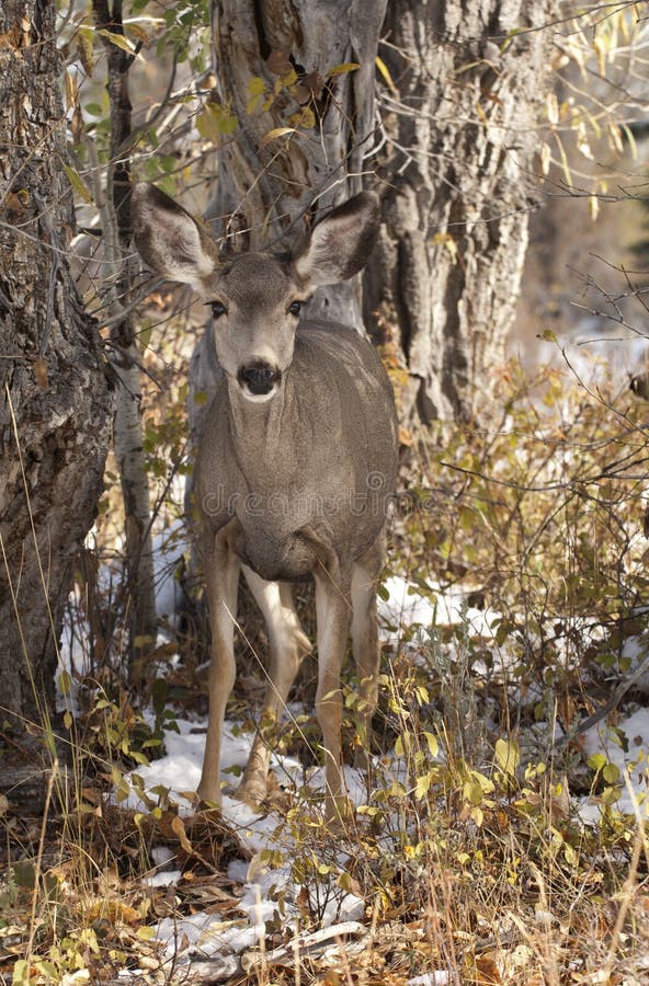 Mule Deer stock image. Image of creatures, toed, bemionus - 13791967