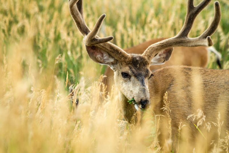 Apple Buck stock image. Image of apples, watching, defocused - 35635465