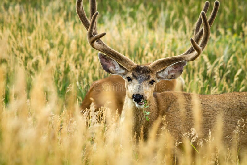 Whitetail deer fighting stock image. Image of eyes, intimidation - 7930761