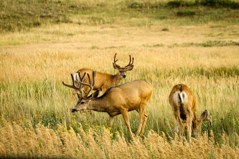 Mule Deer Fawn Drinking from Puddle Stock Photo - Image of rain, puddle ...