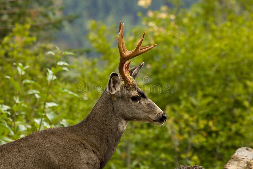 Mule Deer stock photo. Image of adolescent, deer, alert - 7086292