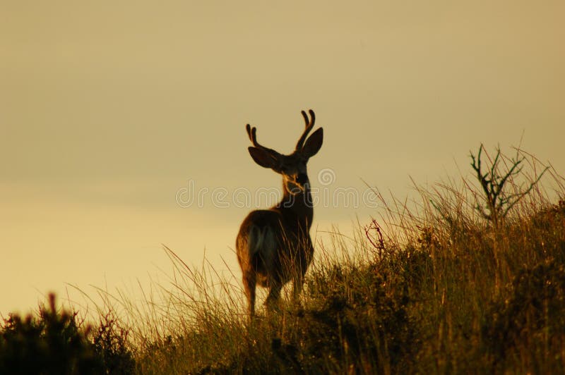 Mule Deer stock photo. Image of antlers, velvet, desert - 7417808