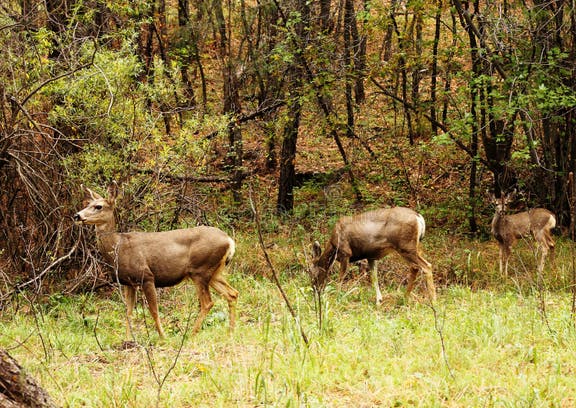 Mule Deer on Alert stock photo. Image of baby, graze - 21552426