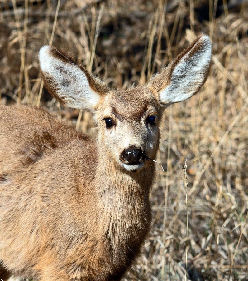 Mule Deer Alert and Focused Stock Photo - Image of focused, forward ...