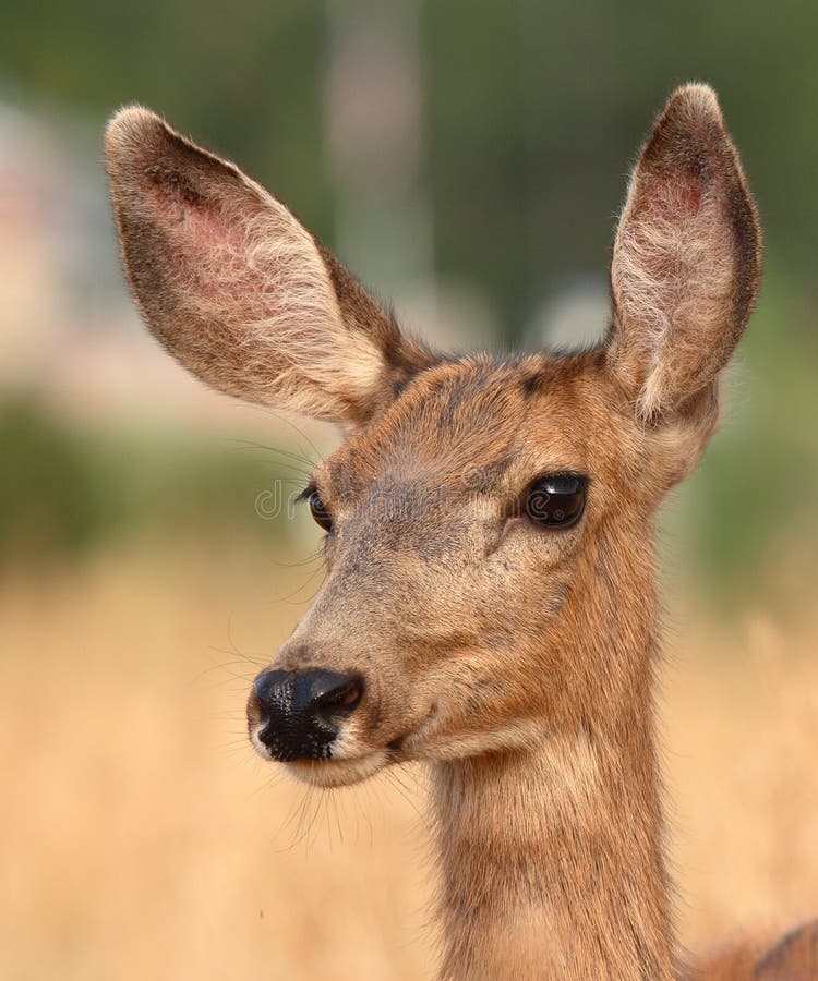 Mule Deer All Ears stock image. Image of ungulate, deer - 20979419