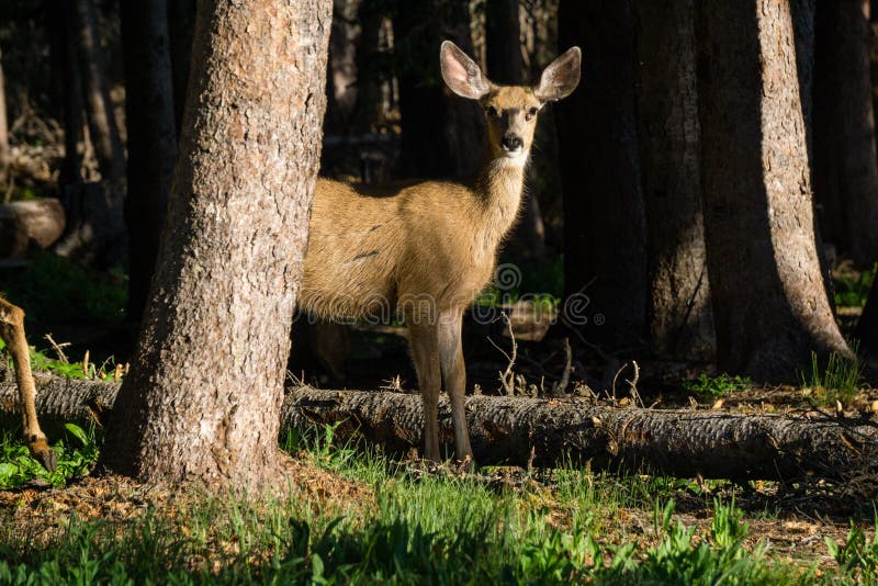 Mule Deer Behind a Tree stock photo. Image of outdoors - 97063086