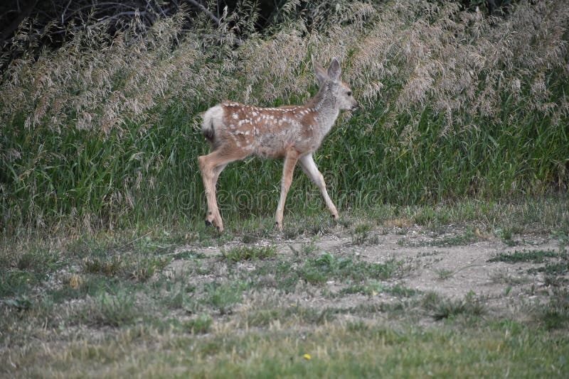 Mule Deer Fawn with Spring Spots Stock Photo - Image of cute, baby ...