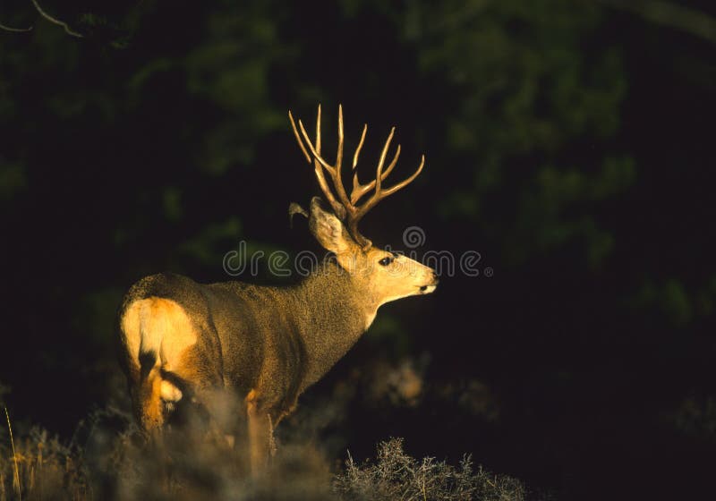 Mule Deer Buck stock image. Image of ungulate, mammal - 15849703