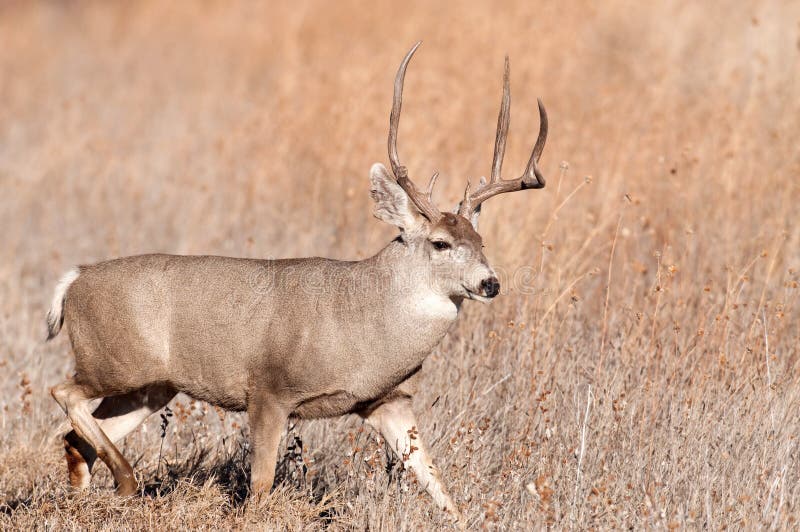 Mule deer buck stock image. Image of antlers, mexico - 16388801