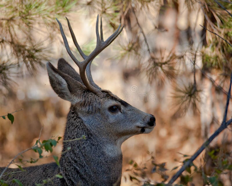 Mule Deer Buck stock photo. Image of wildlife, nature - 24248258