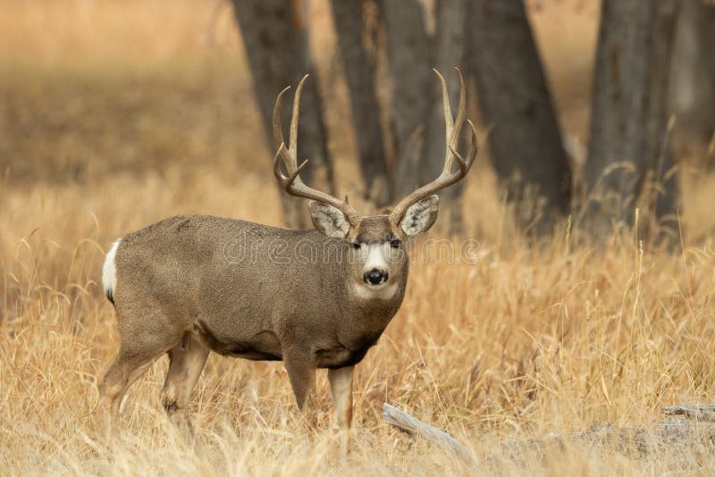 Mule Deer Buck in the Autumn Rut Stock Image - Image of colorado ...
