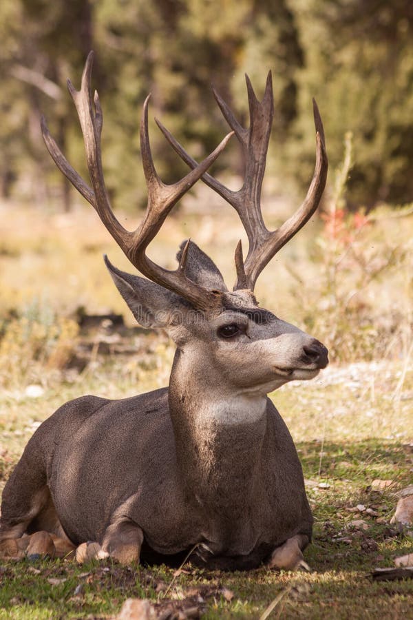 Mule Deer Buck Bedded stock image. Image of arizona, wild - 78434379
