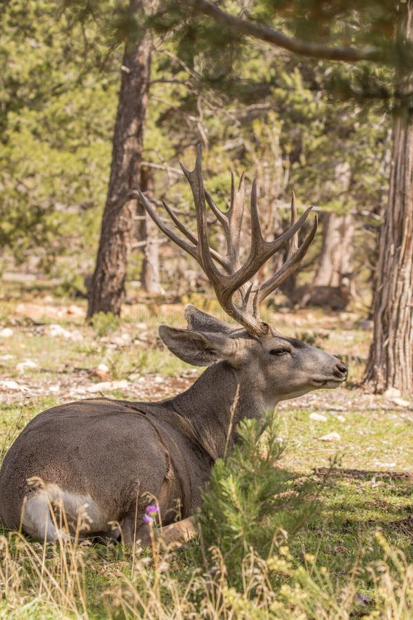 Bedded Mule Deer Buck stock image. Image of forest, outdoors - 80445057