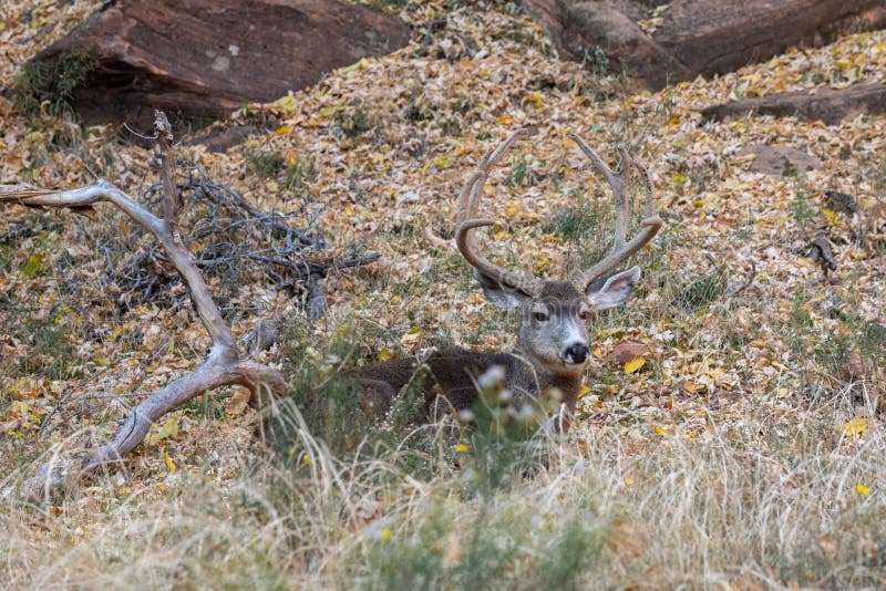 Mule Deer Buck Bedded stock photo. Image of wildlife - 134053210