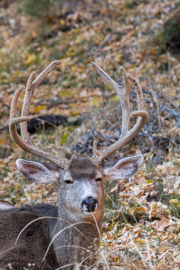Mule Deer Buck Bedded stock photo. Image of buck, velvet - 134055202