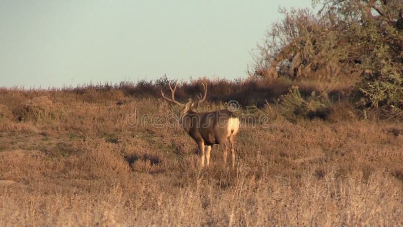 Mule Deer Buck stock video. Video of male, hoofed, outdoors - 35074033